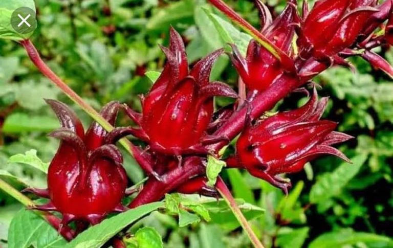 ZOBO(Hibiscus Sabdariffa) – Languages of life